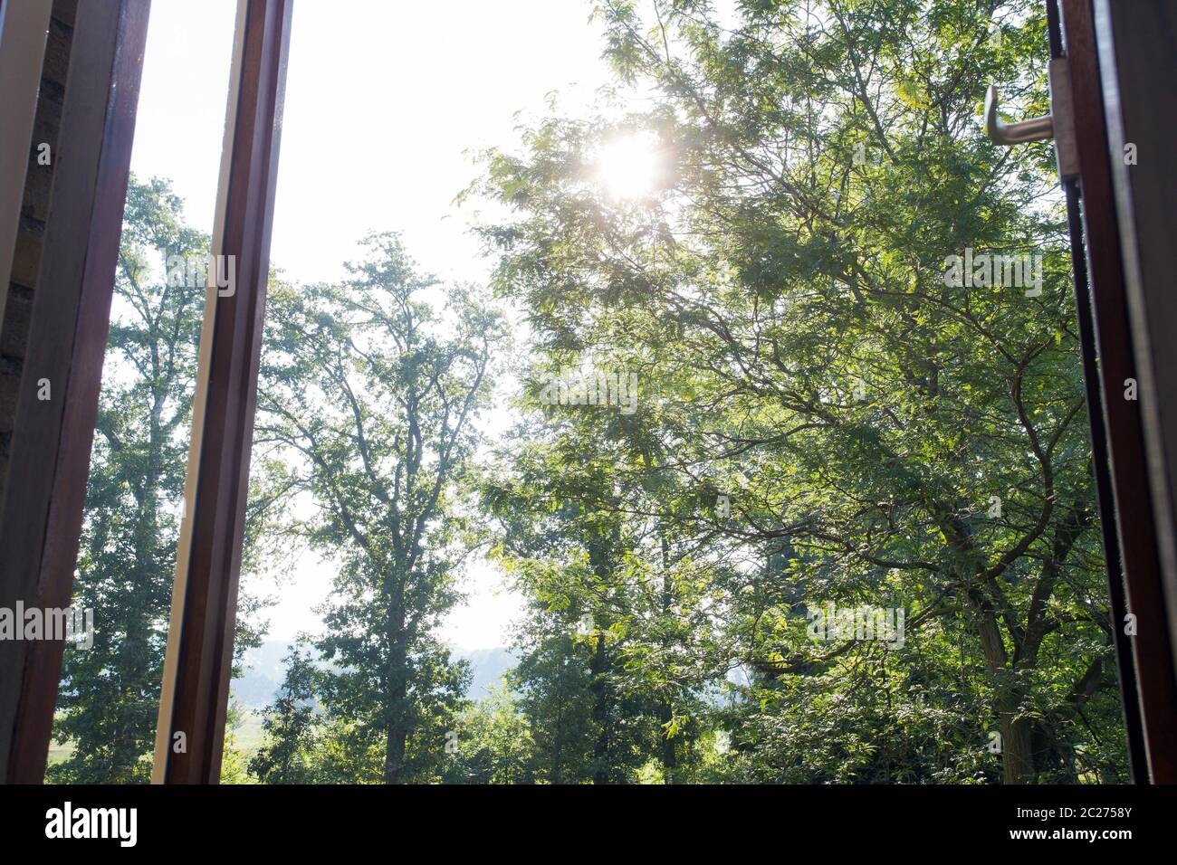 Window open to green trees and sunlight focus on trees and outdoors ...