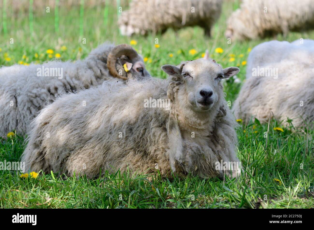 Domesticated sheep hi-res stock photography and images - Alamy