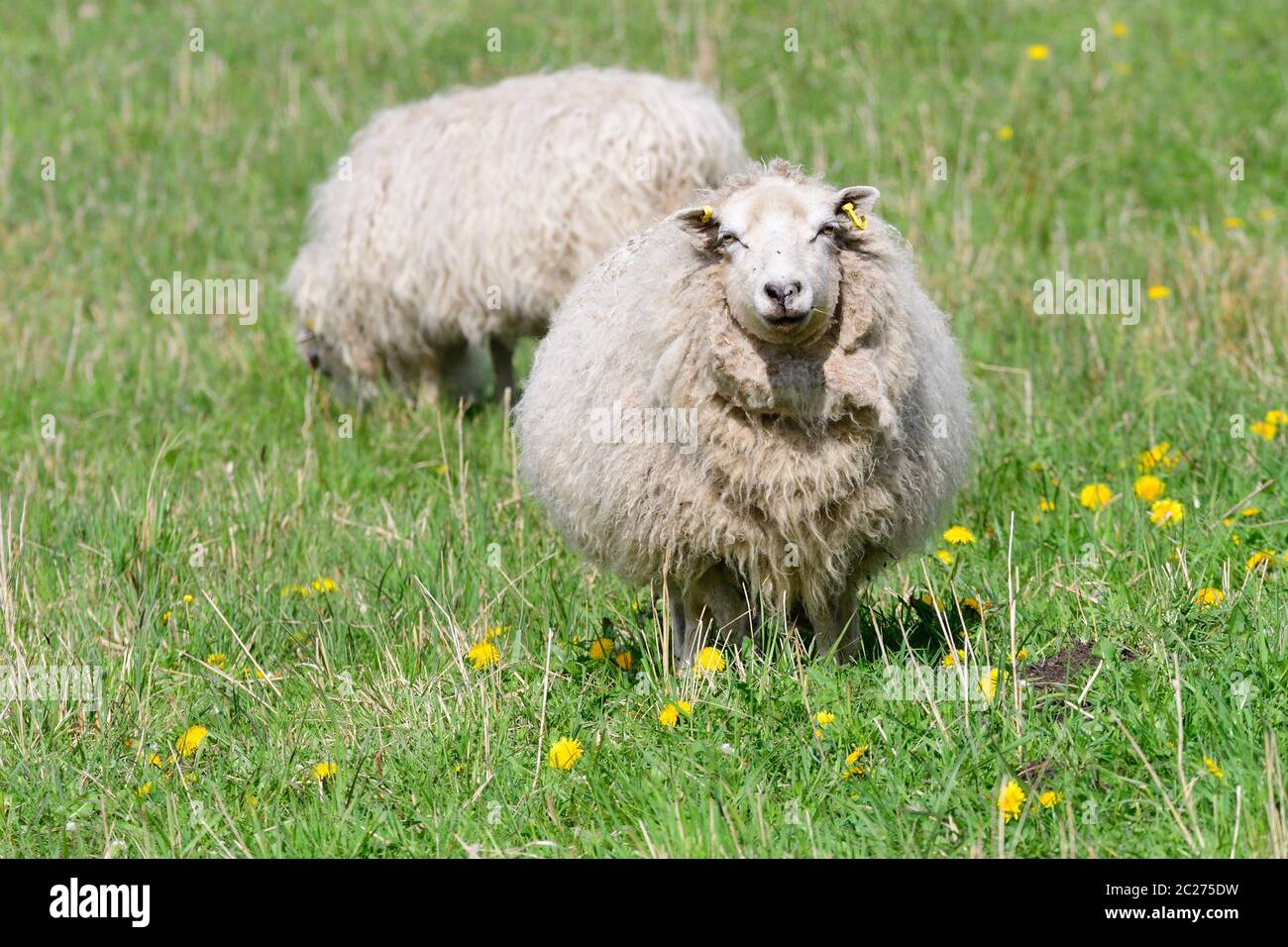 The Skudde is a breed of domesticated sheep Stock Photo - Alamy