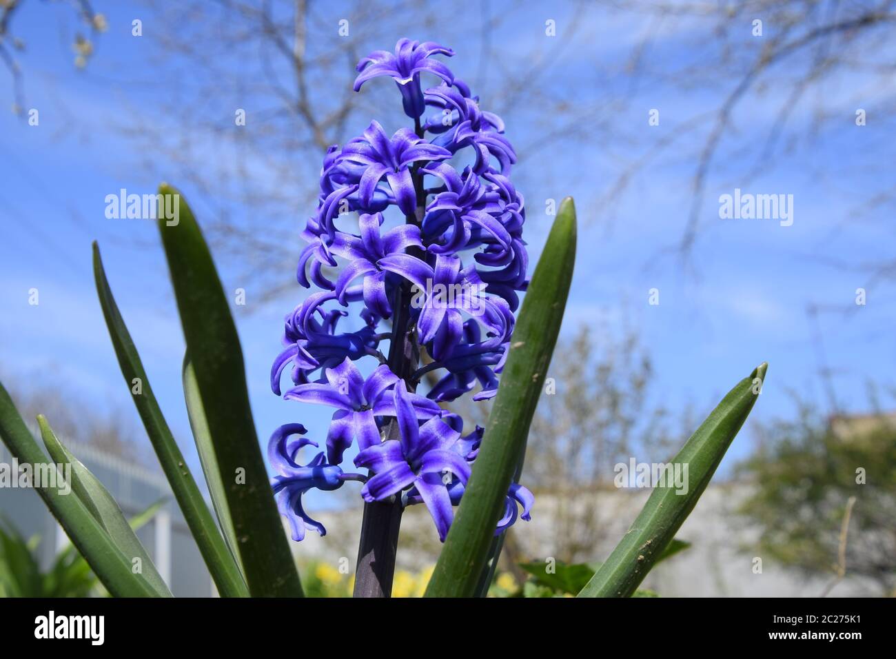 Hyacinthus flowers in the garden in spring. single plant Hyacinth Stock ...