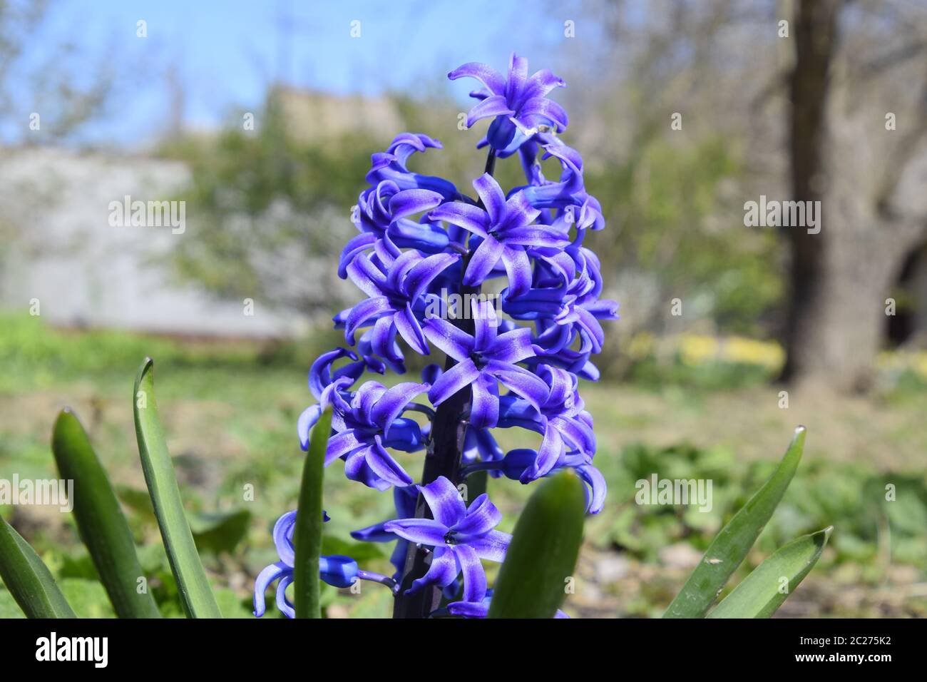 Hyacinthus flowers in the garden in spring. single plant Hyacinth Stock ...