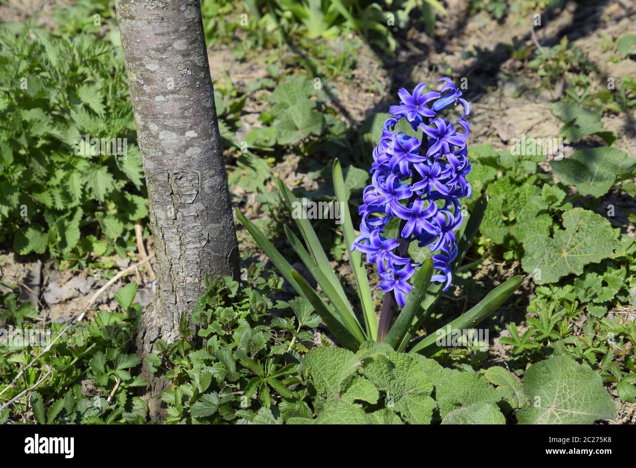 Hyacinthus flowers in the garden in spring. single plant Hyacinth Stock ...