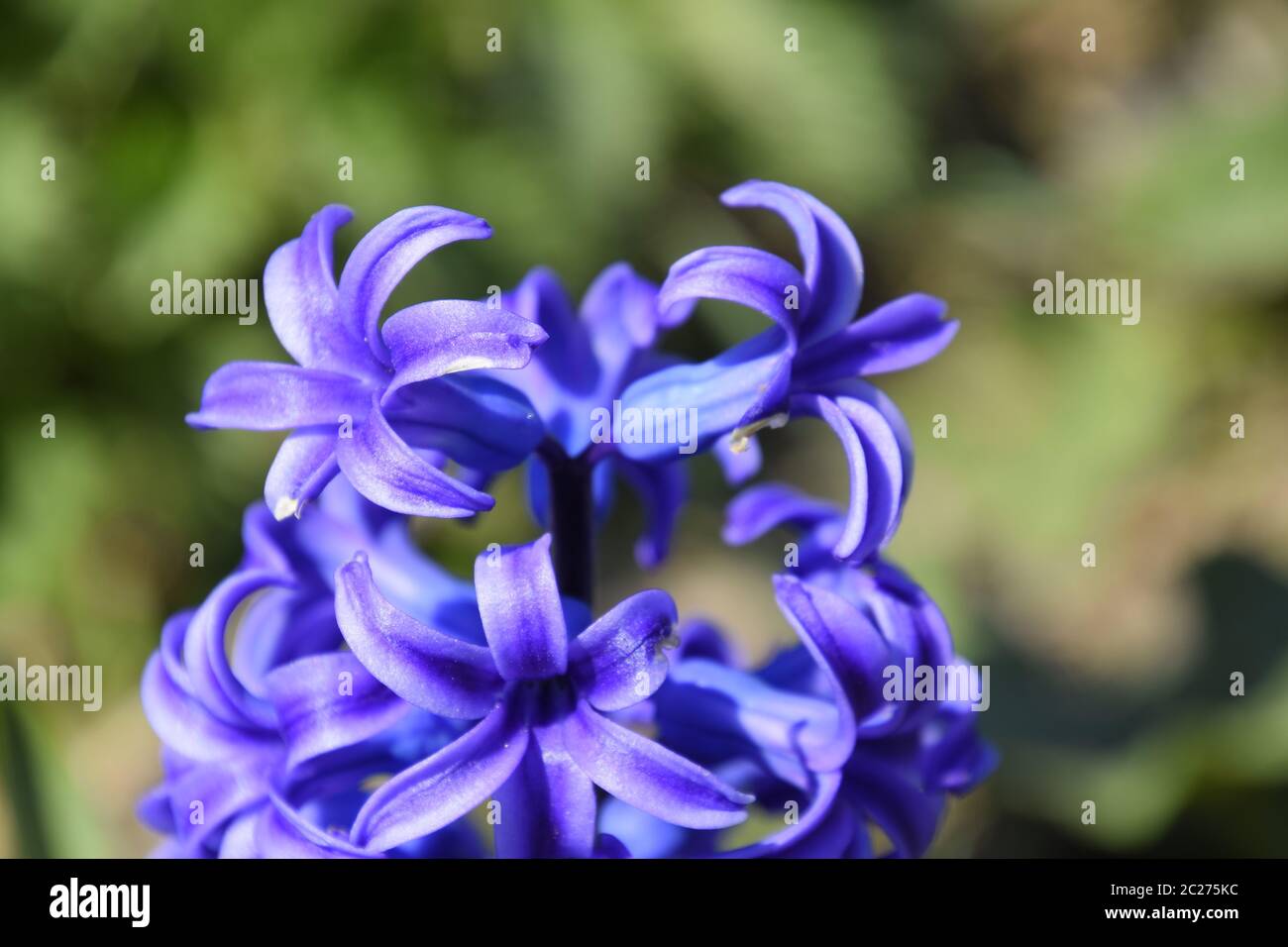 Hyacinthus flowers in the garden in spring. single plant Hyacinth Stock ...
