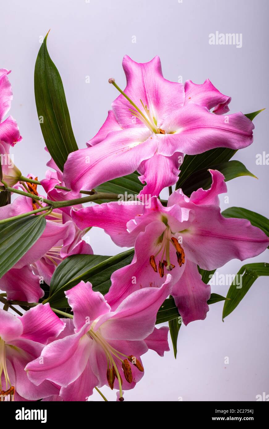 Close-up of pink liles flowers. Common names for species in this genus ...