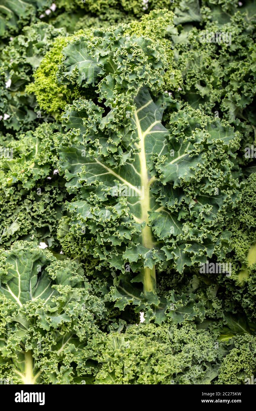 A healthy fresh curly kale Stock Photo - Alamy