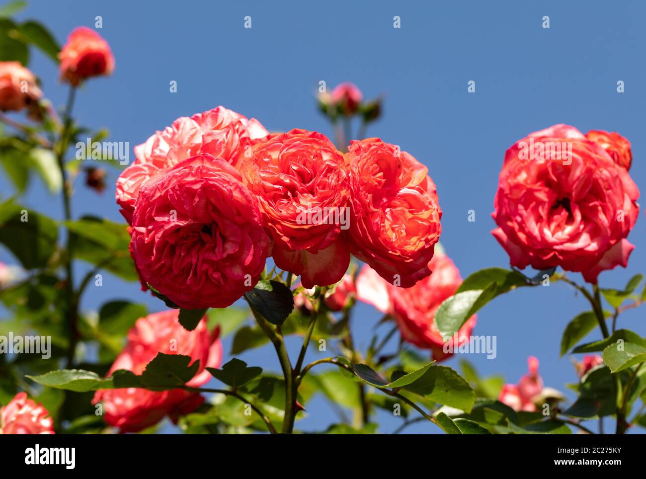 Red roses flowers on the branch in the garden Stock Photo - Alamy