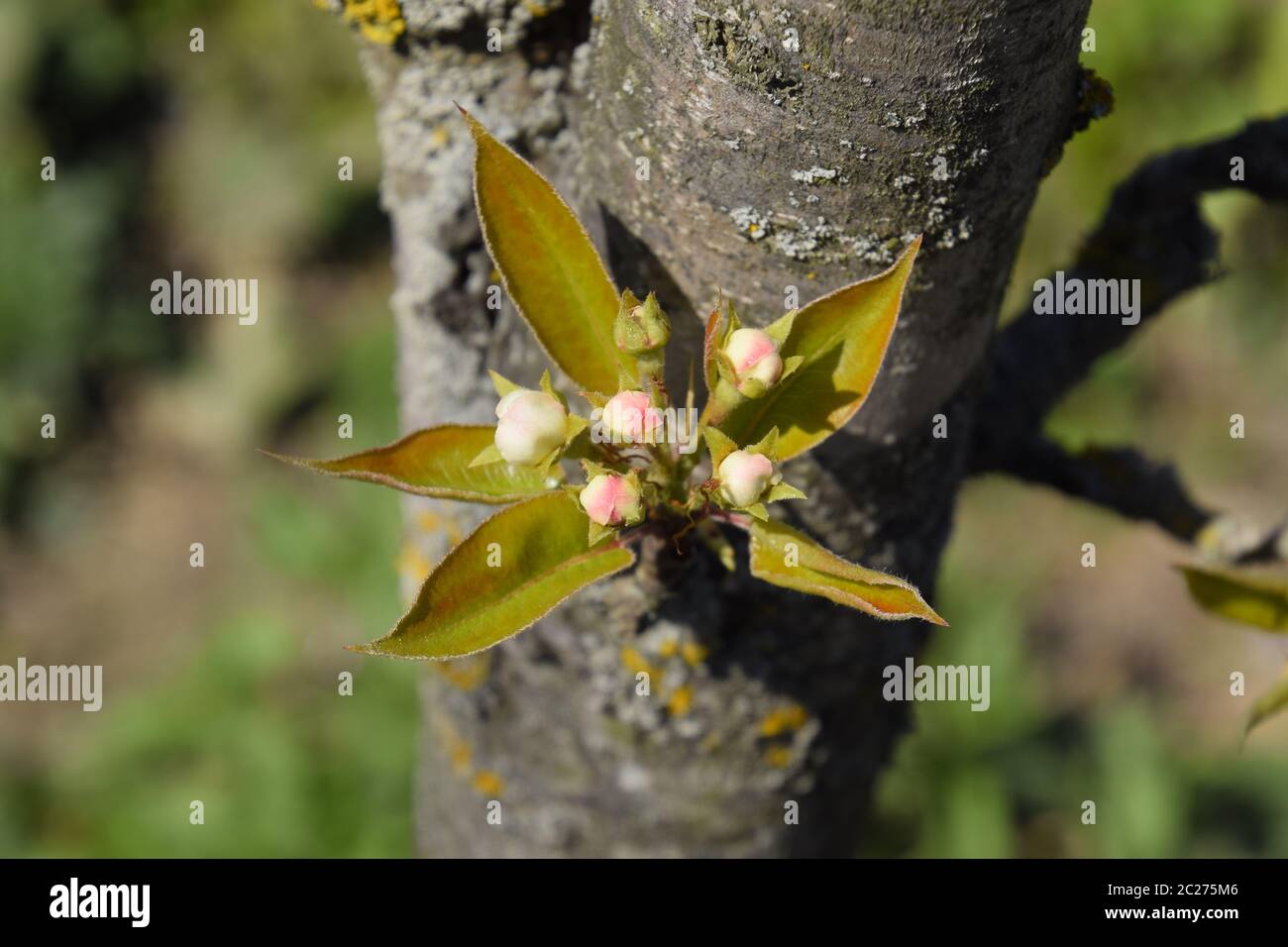 Pear buds on the branches of a tree Stock Photo - Alamy
