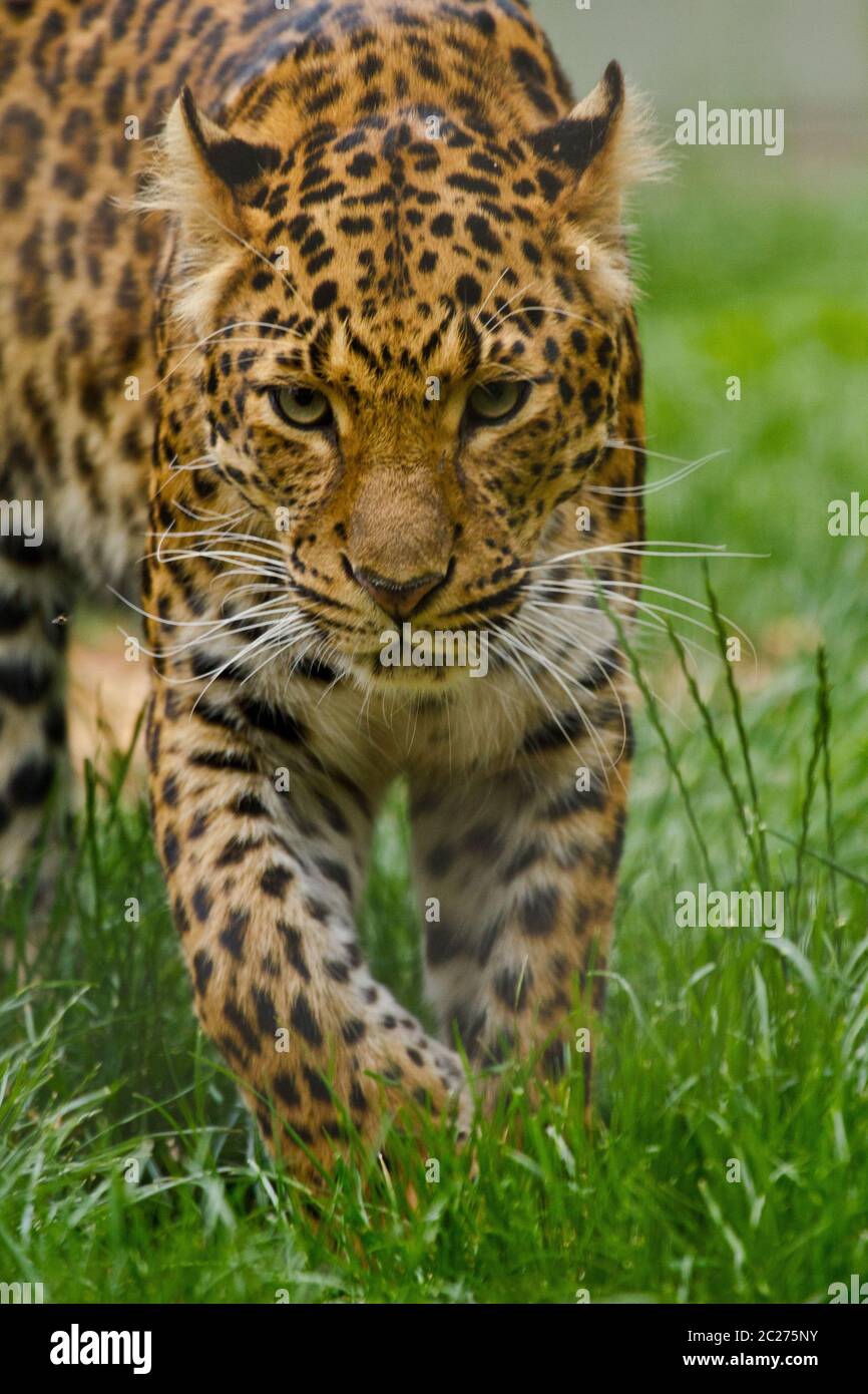 Northern Chinese leopard (Panthera pardus japonensis Stock Photo - Alamy
