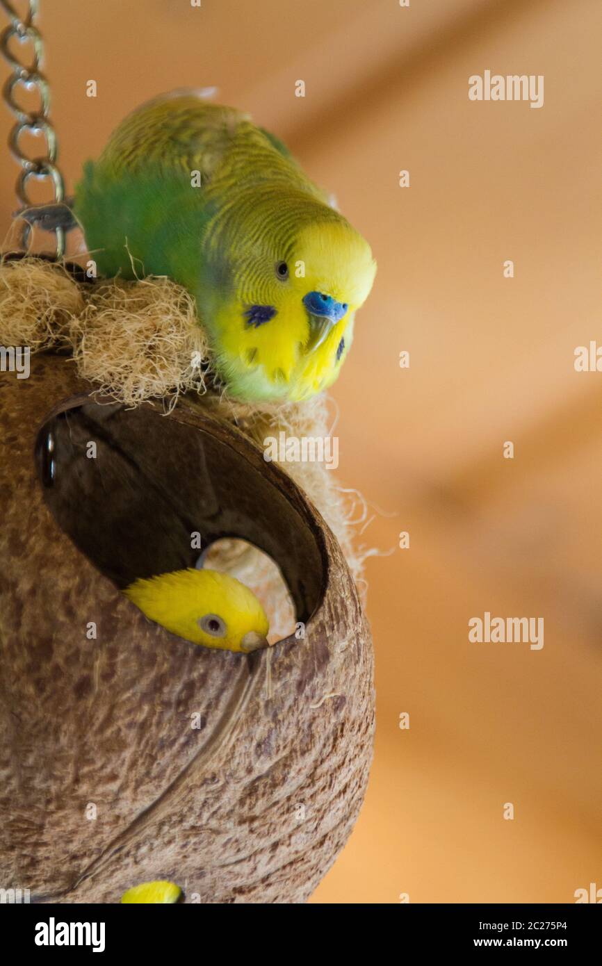 Budgerigar melopsittacus undulatus parrot hi-res stock photography and ...