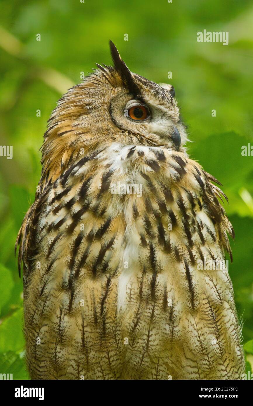 Eurasian Eagle-owl (Bubo bubo Stock Photo - Alamy