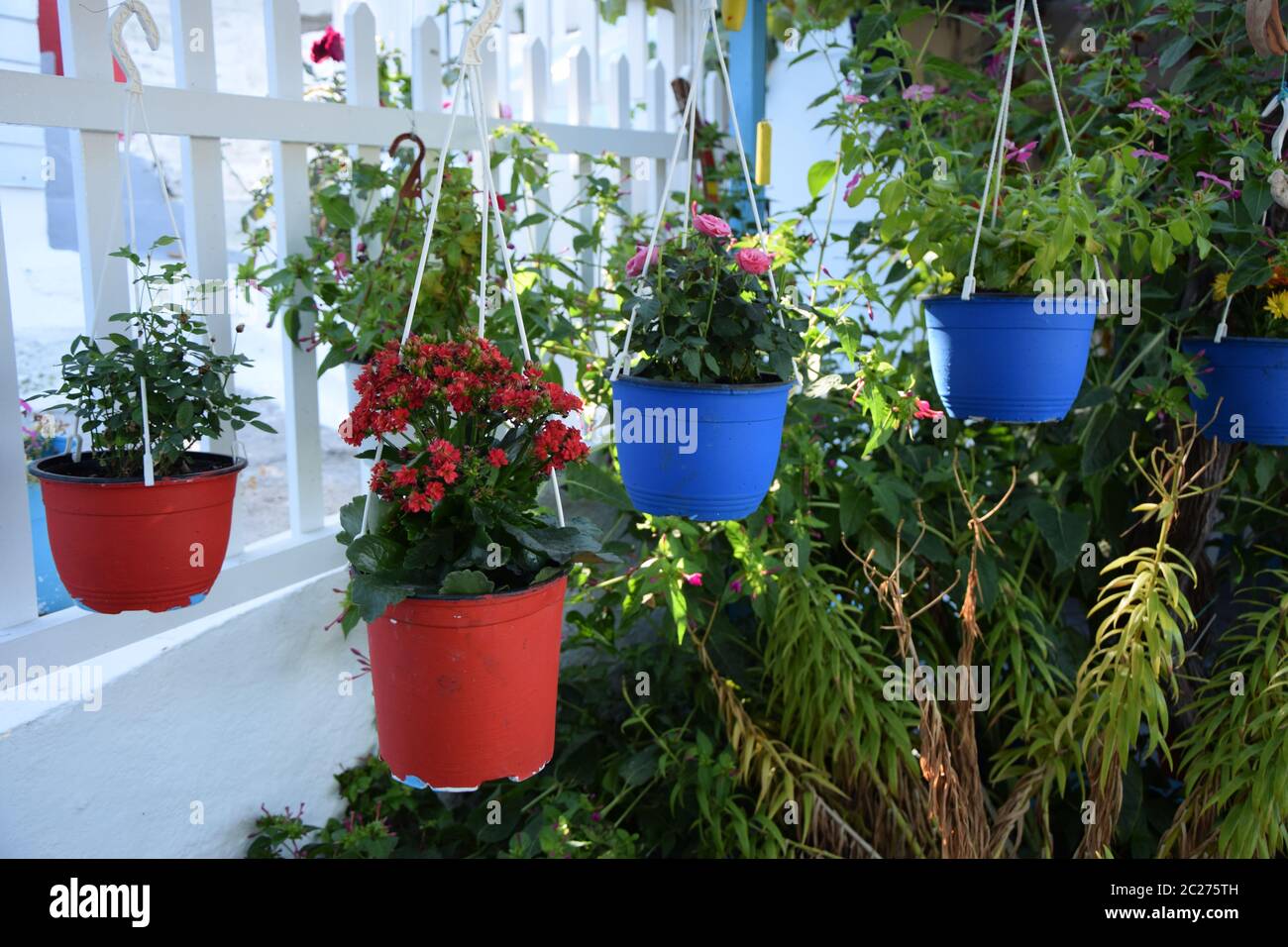 Flowers at Kos Stock Photo - Alamy