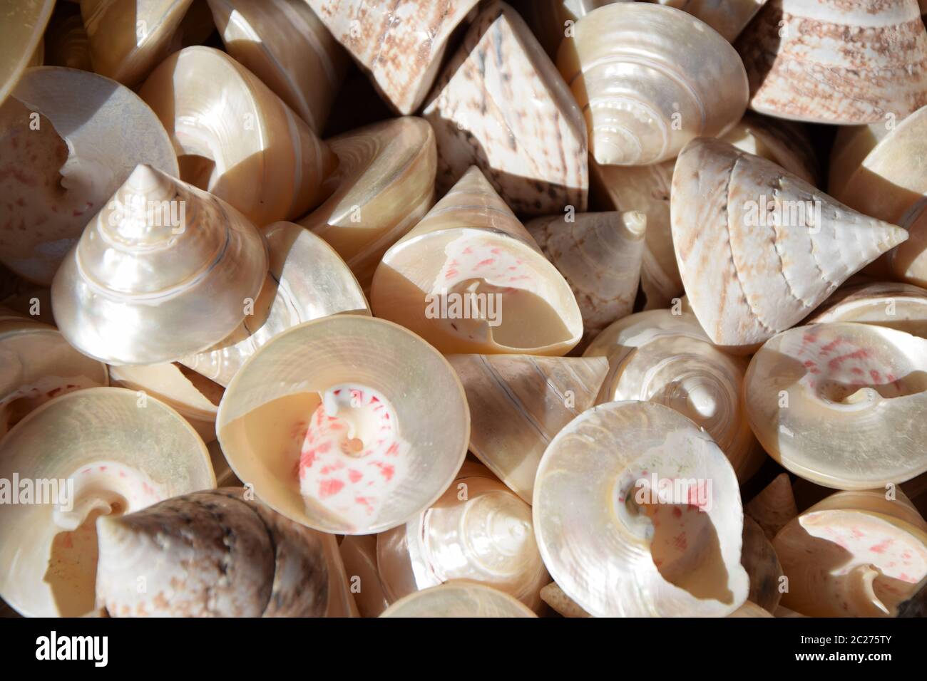Golden snail hi-res stock photography and images - Alamy