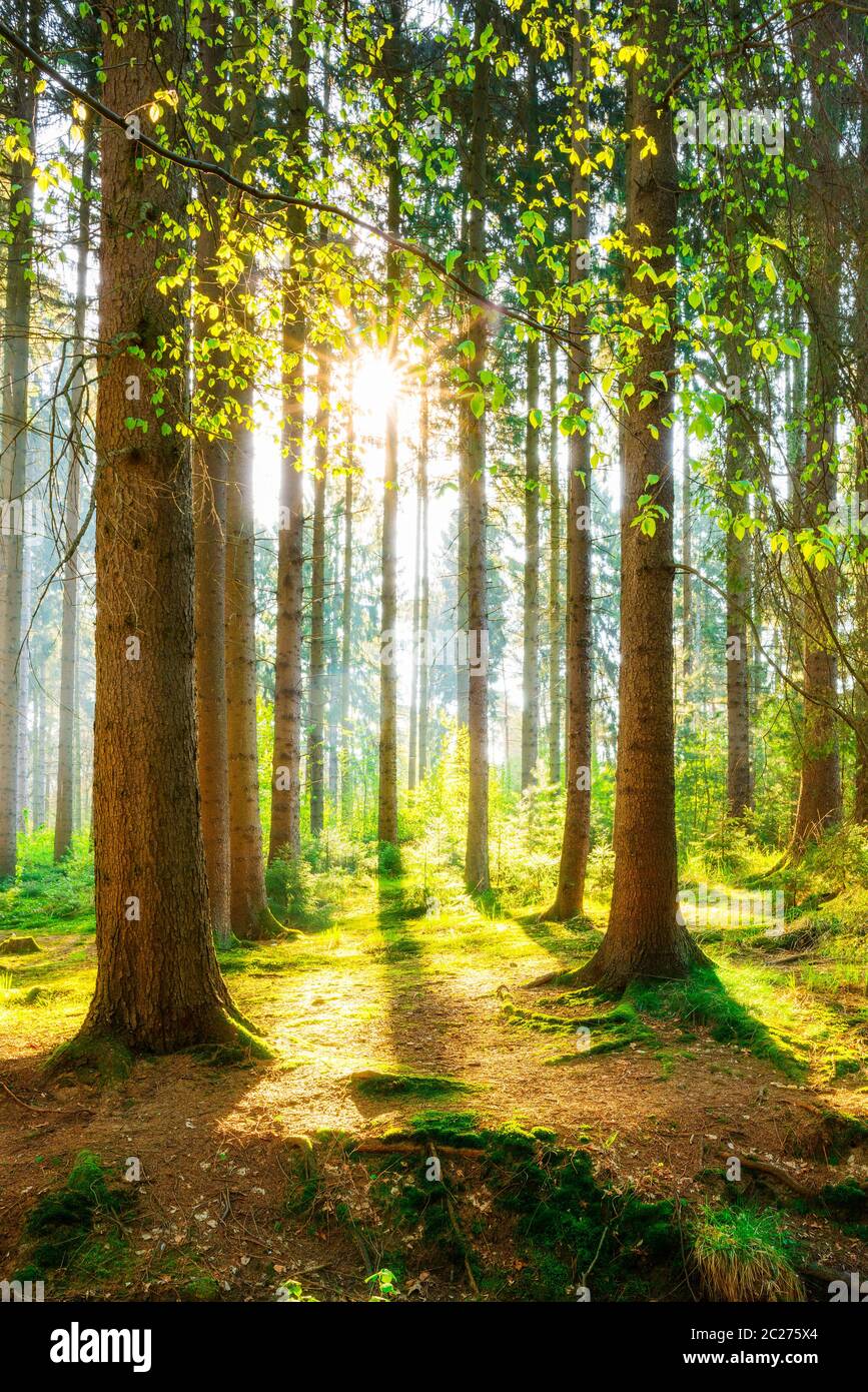 Ein Morgen im Wald mit heller Sonne Stock Photo - Alamy