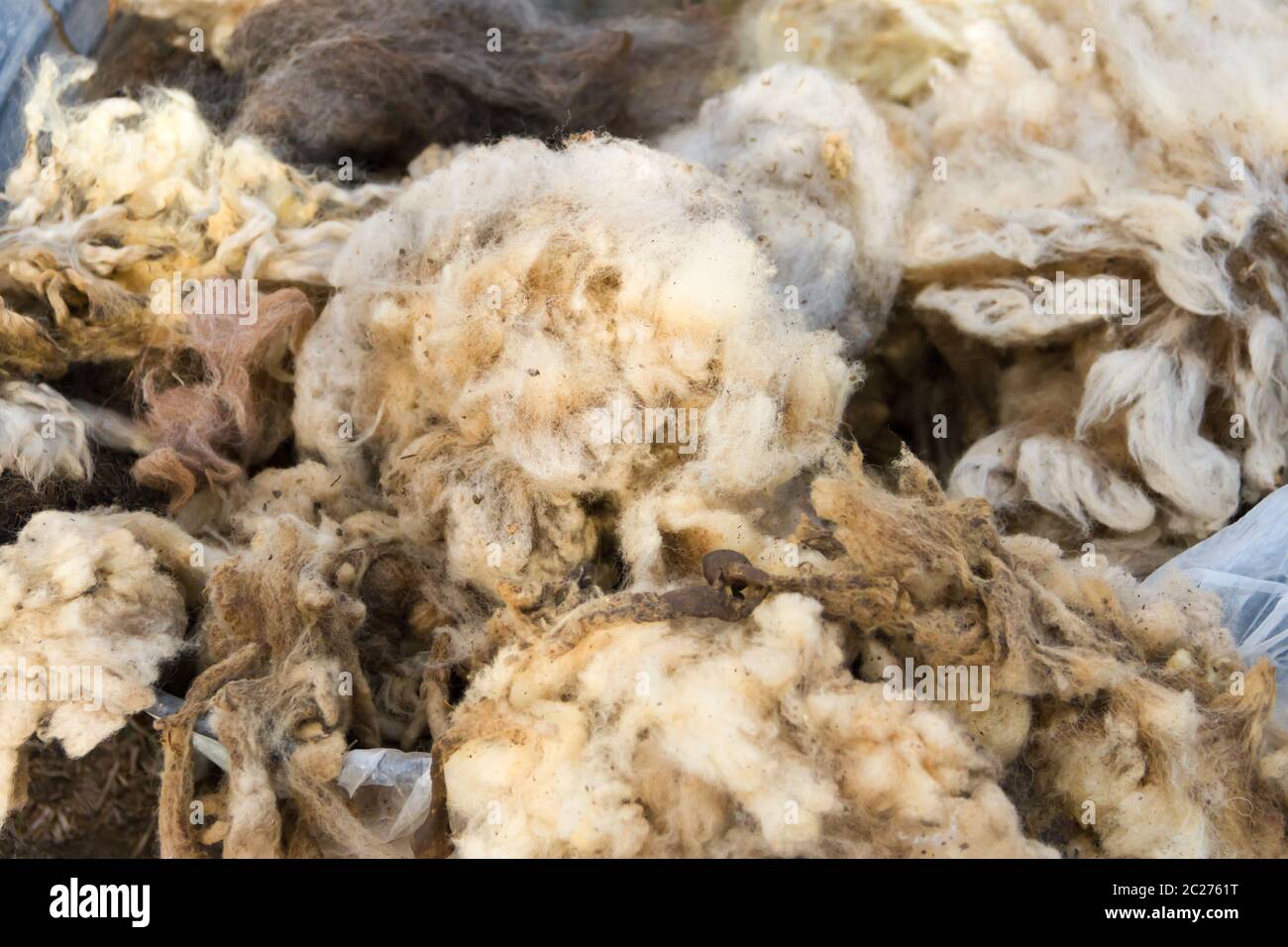 raw wool fleece just sheared before being spun Stock Photo - Alamy