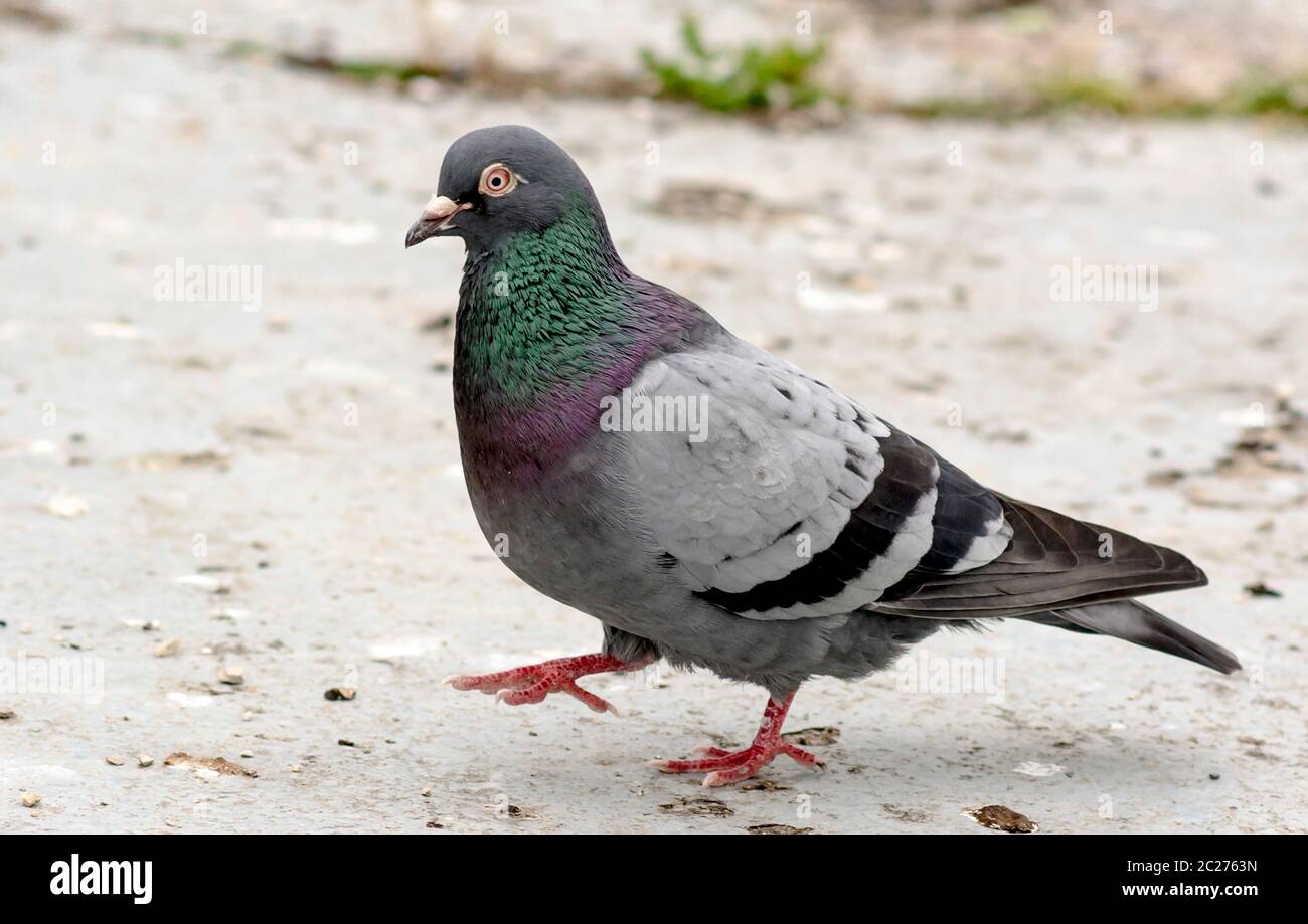 Feral pigeon black background hi-res stock photography and images - Alamy