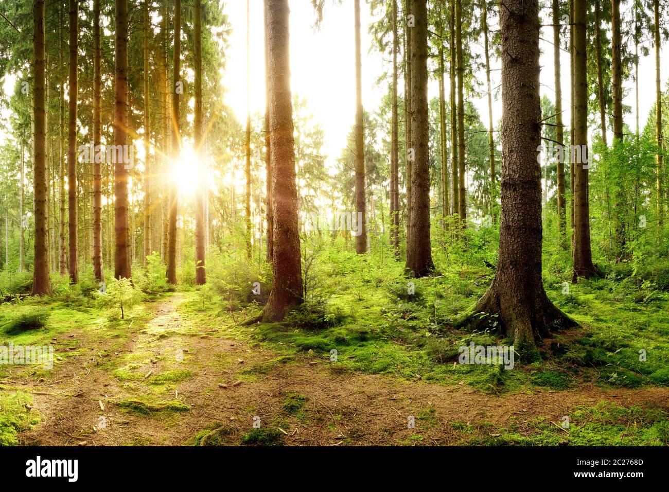 Beautiful forest in spring with bright sun shining through the trees ...