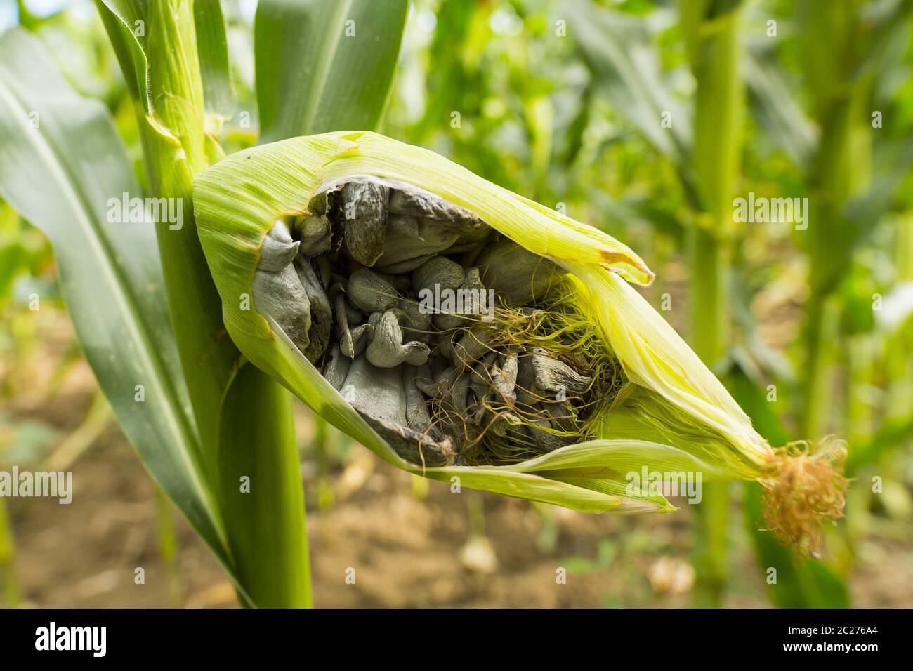 Huitlacoche - Corn smut, fungus, Mexican truffle Stock Photo - Alamy