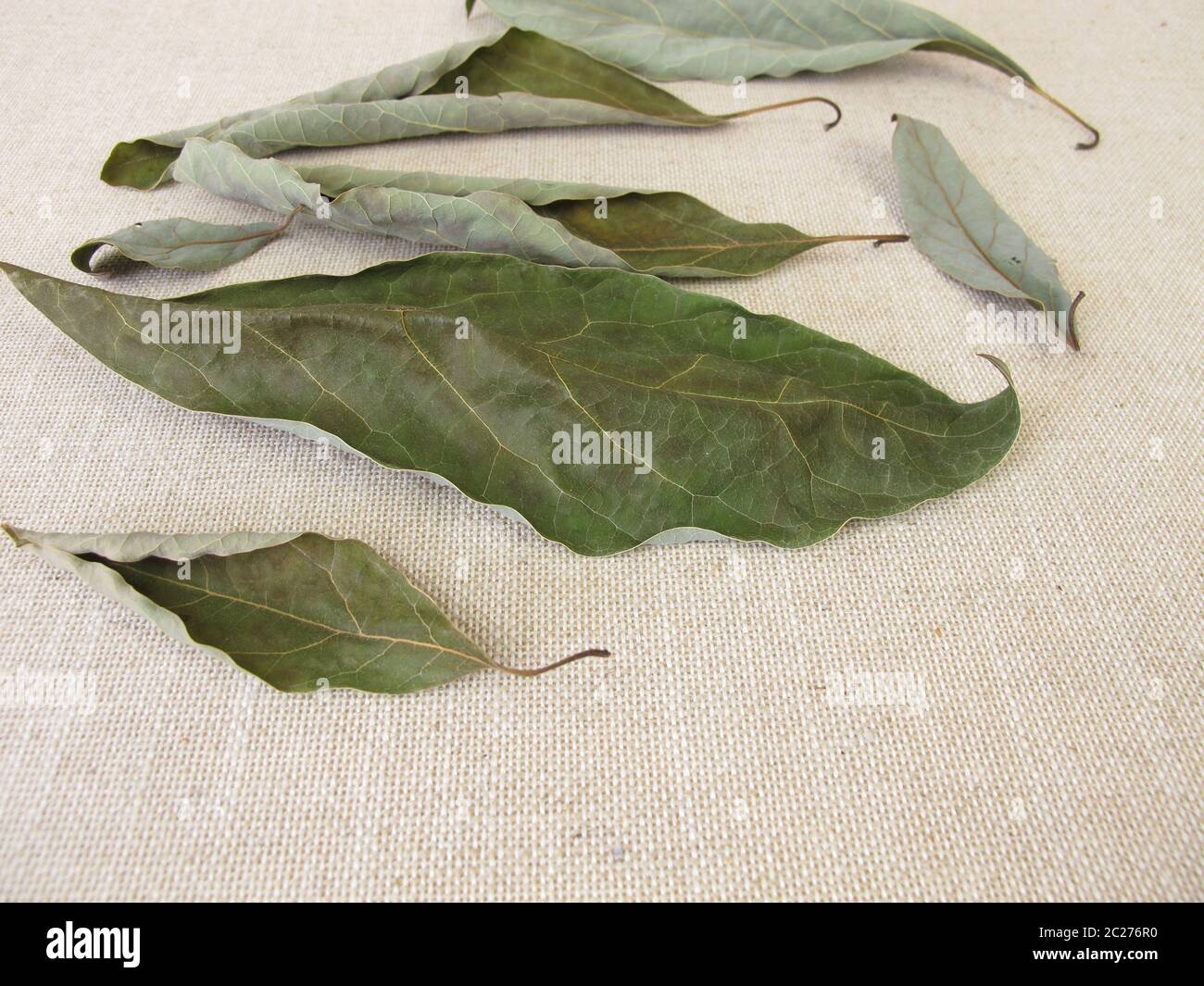 Dried avocado leaves from the avocado tree Stock Photo - Alamy