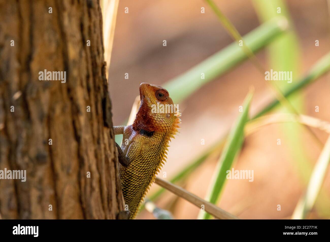 Reptiel hi-res stock photography and images - Alamy