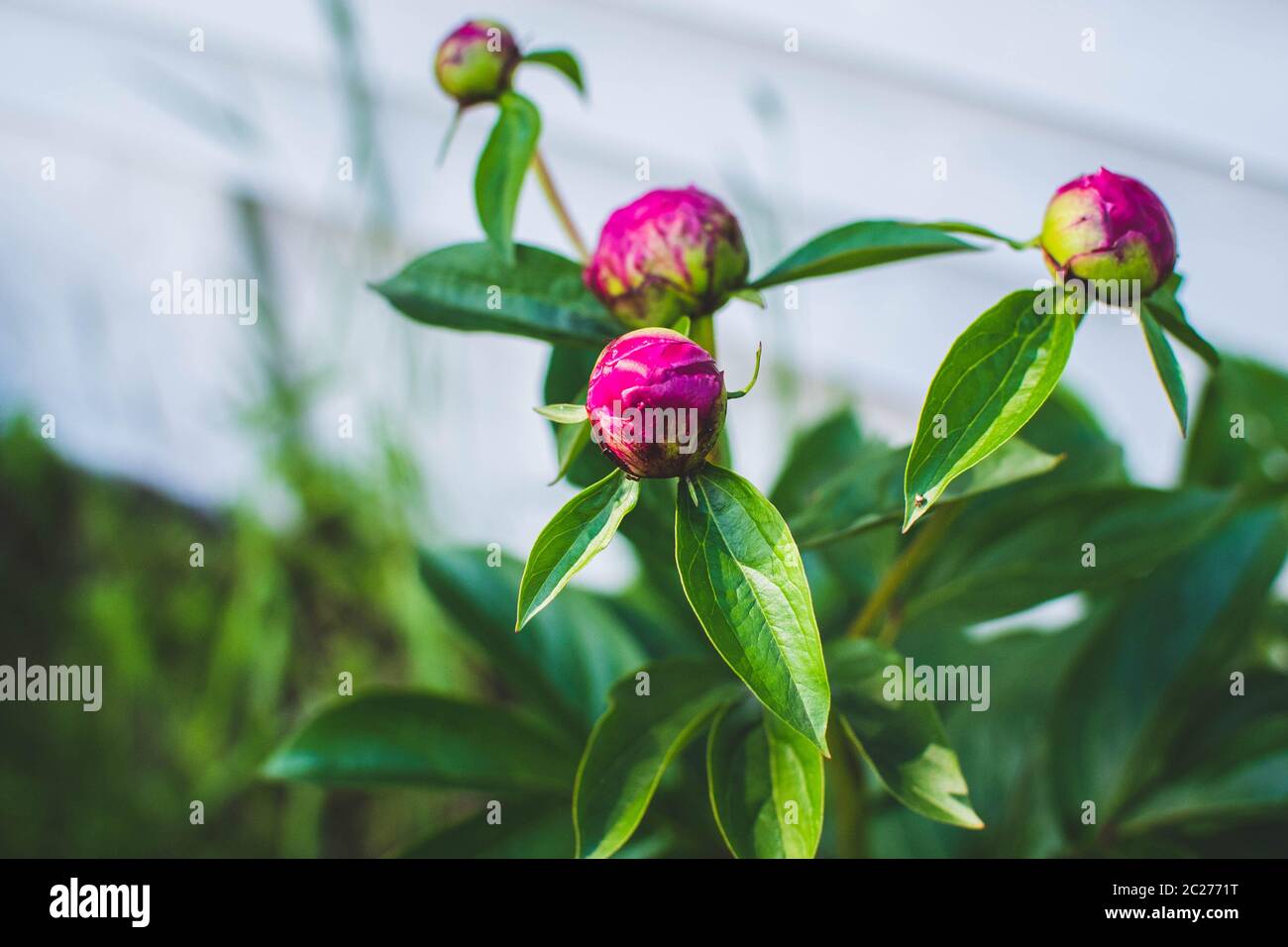 Peonies growing outside a house in the summer Stock Photo - Alamy