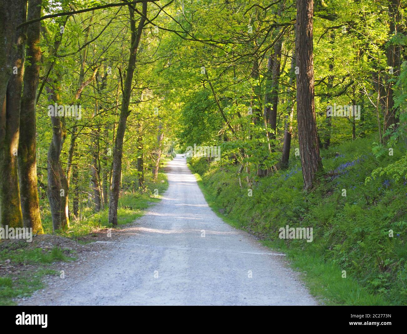 perspective view a narrow country lane running though bright sunlit ...