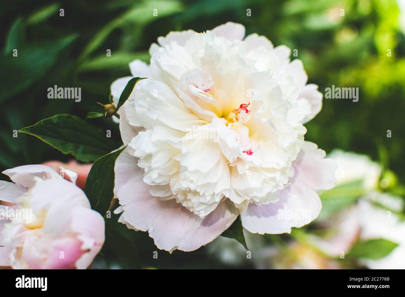 White peonies blooming in summer Stock Photo - Alamy