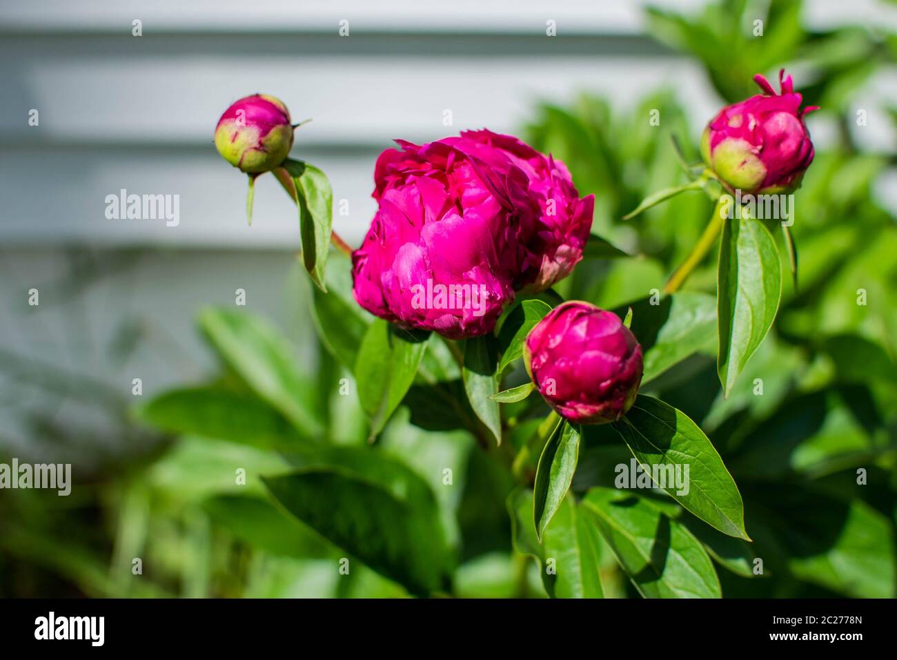 Peonies growing outside a house in the summer Stock Photo - Alamy