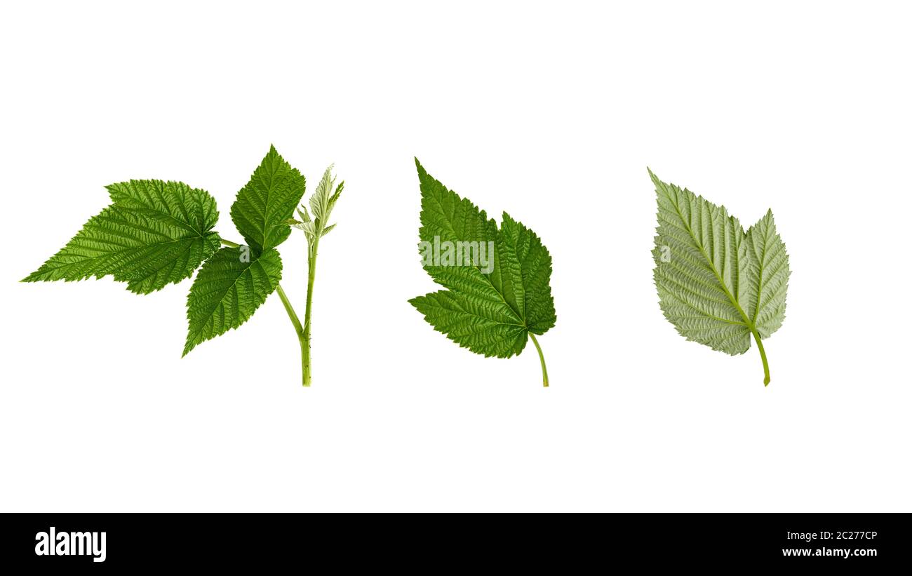 set of fresh green raspberry leaves isolated on a white background ...