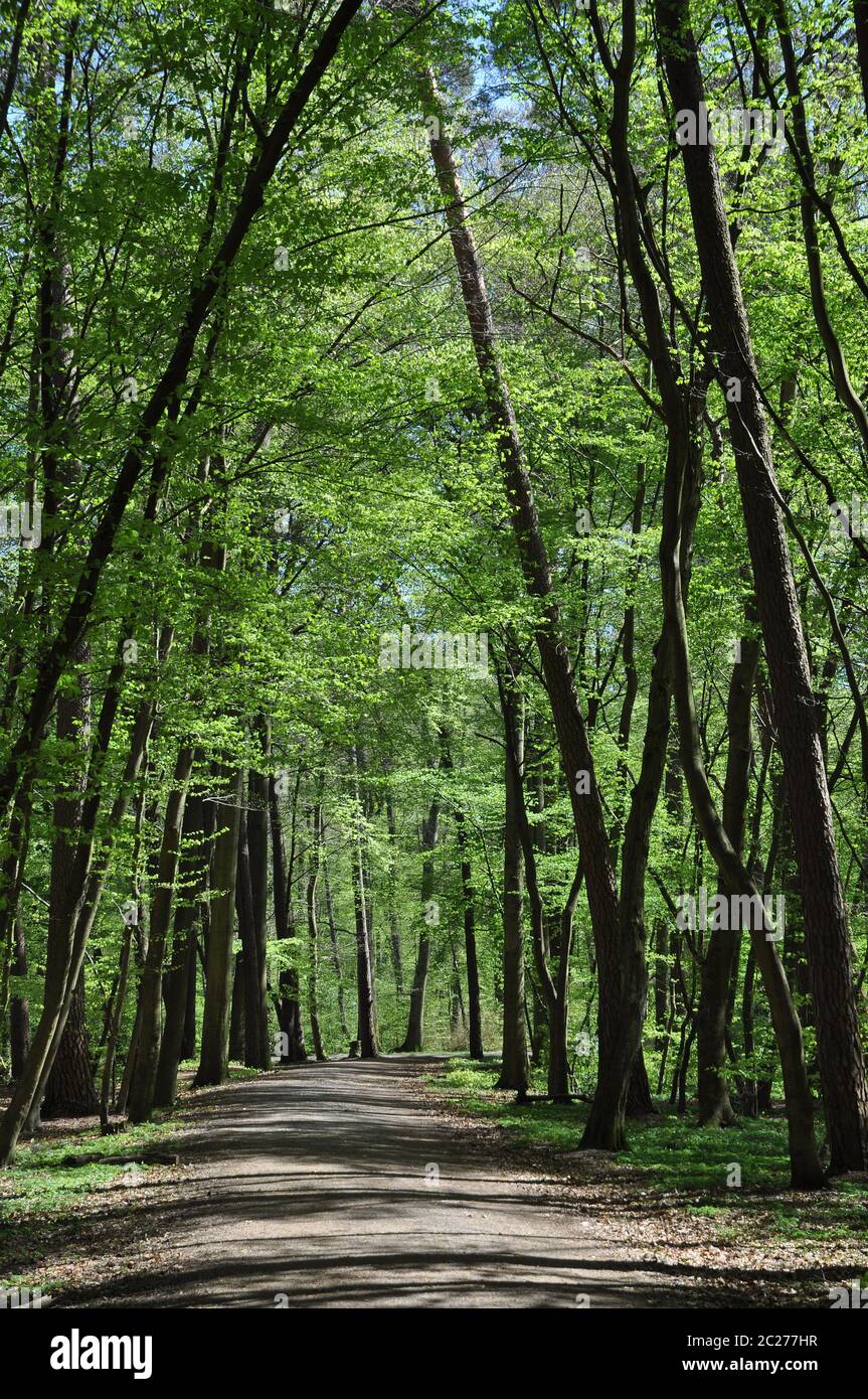Path forest beech spring hi-res stock photography and images - Alamy