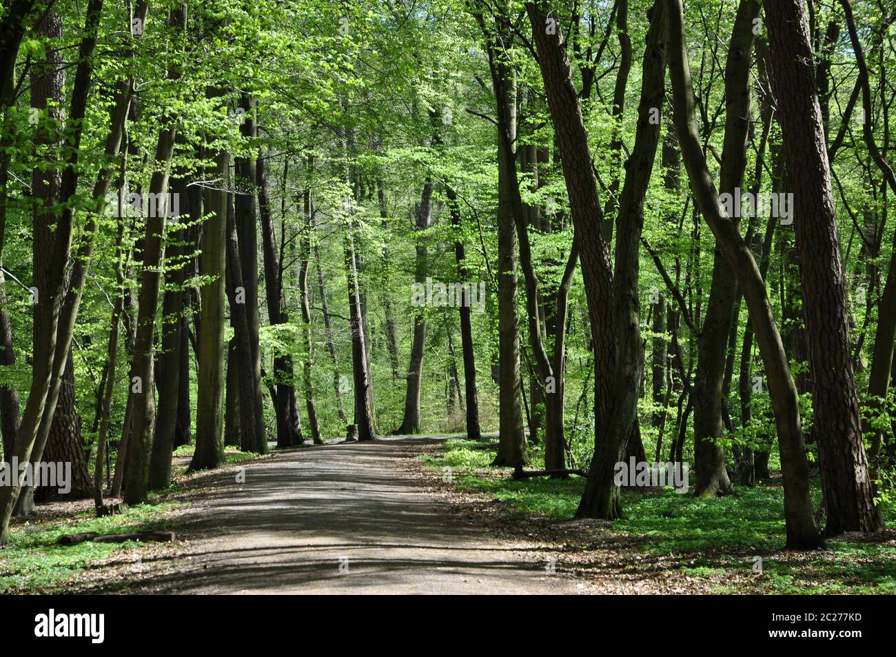 Forest path in the spring Stock Photo - Alamy