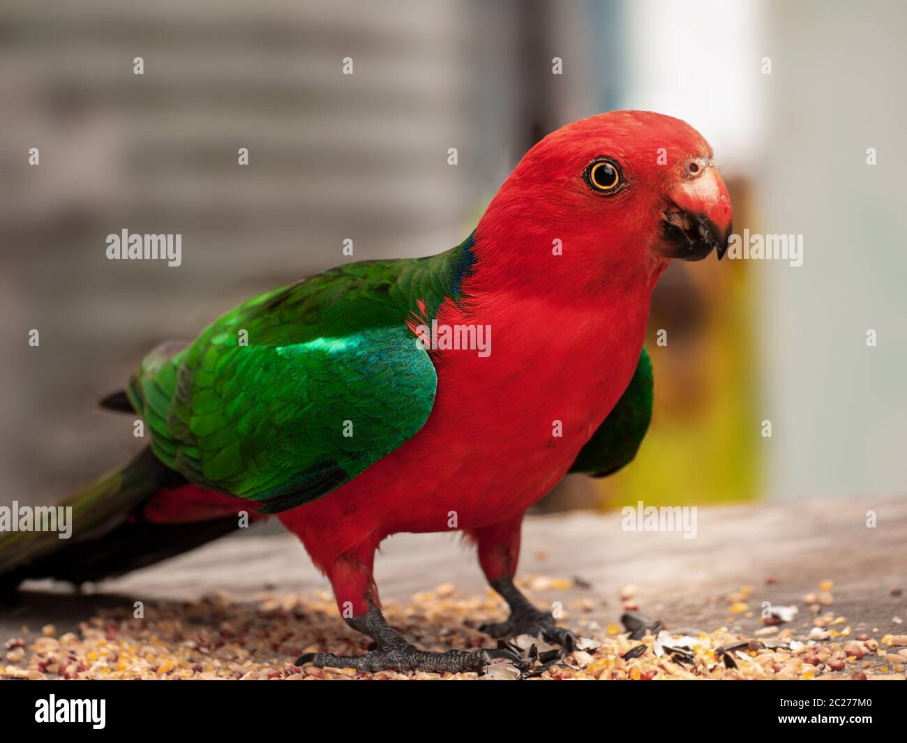 Australian native bird, red and green king parrot Stock Photo - Alamy