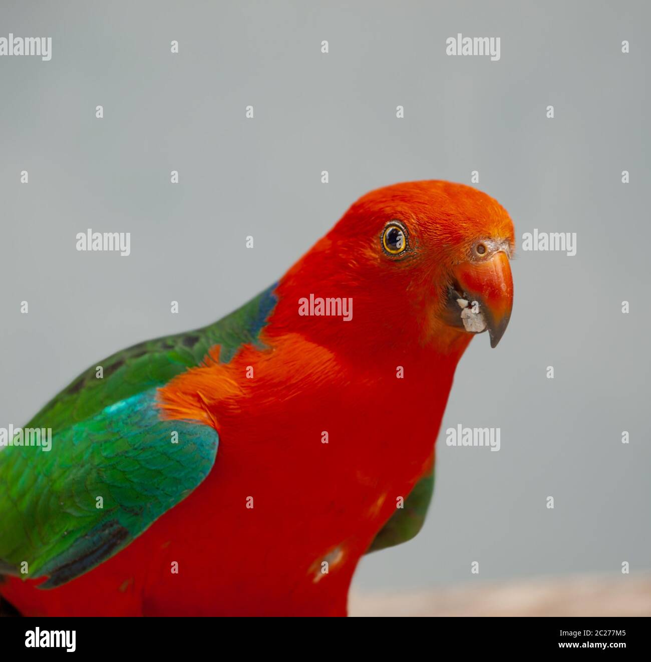 Australian king parrot close hi-res stock photography and images - Alamy