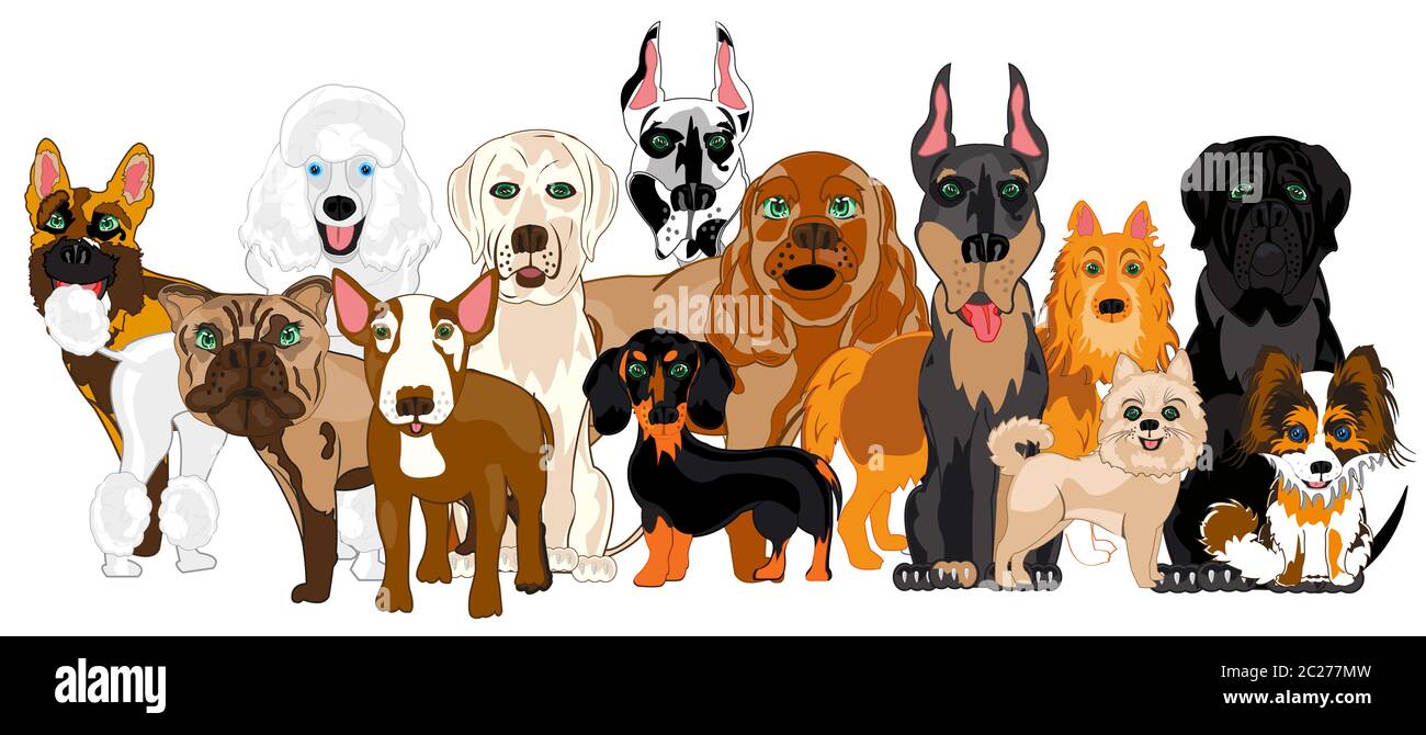 Much sorts of the dogs on white background is insulated Stock Photo - Alamy