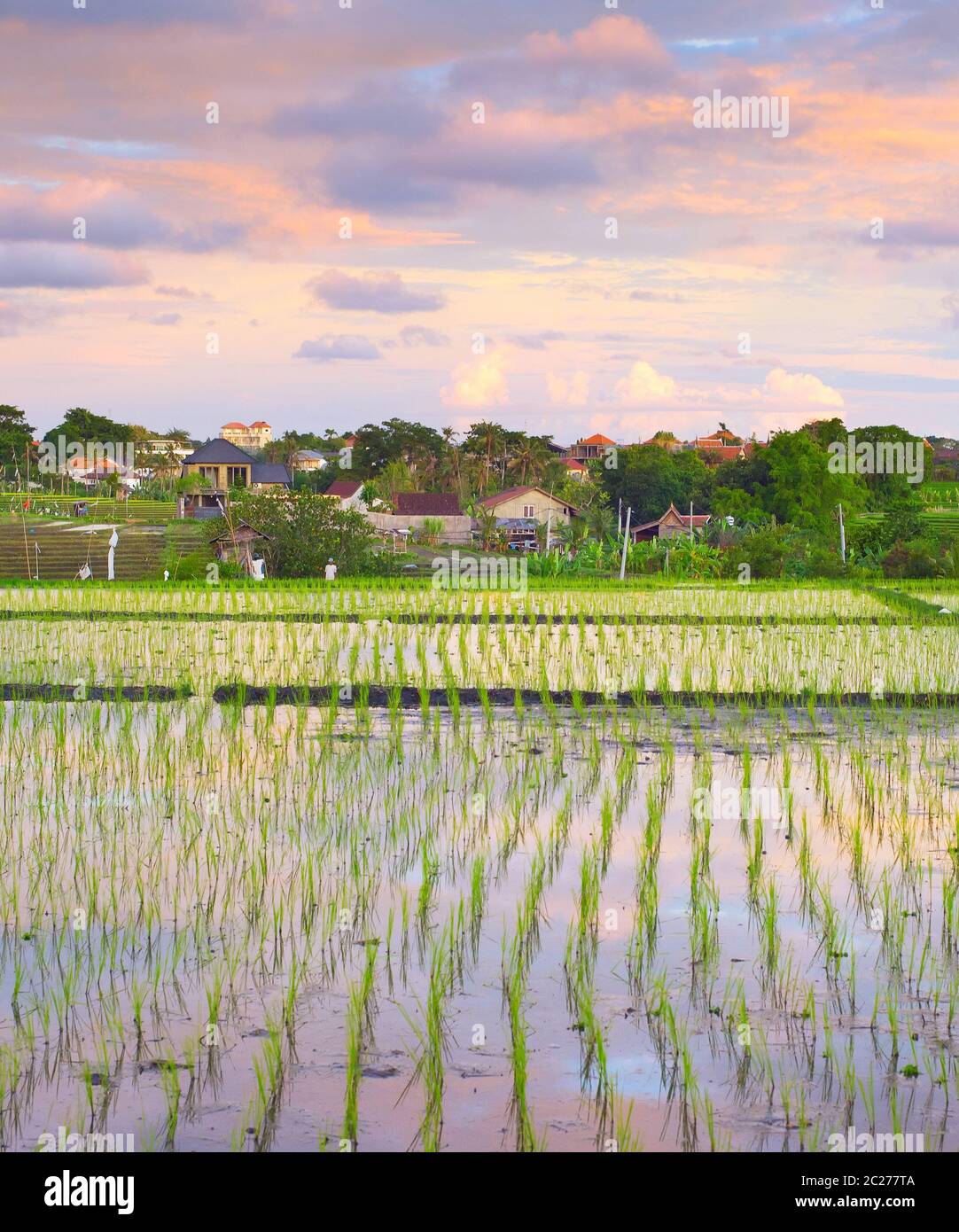 Sunset sky Bali rice fields Stock Photo - Alamy