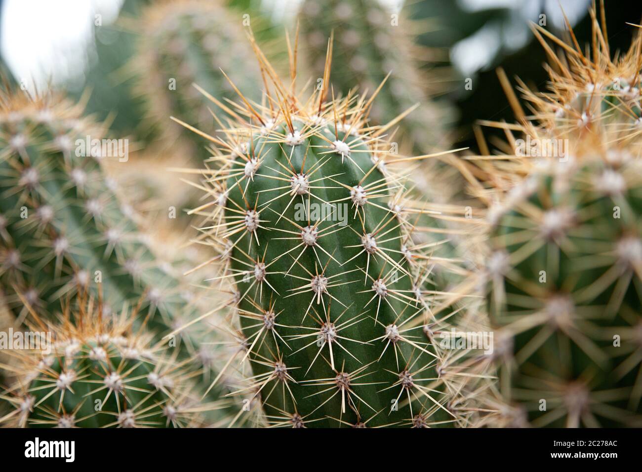 Desert cactuses hi-res stock photography and images - Alamy