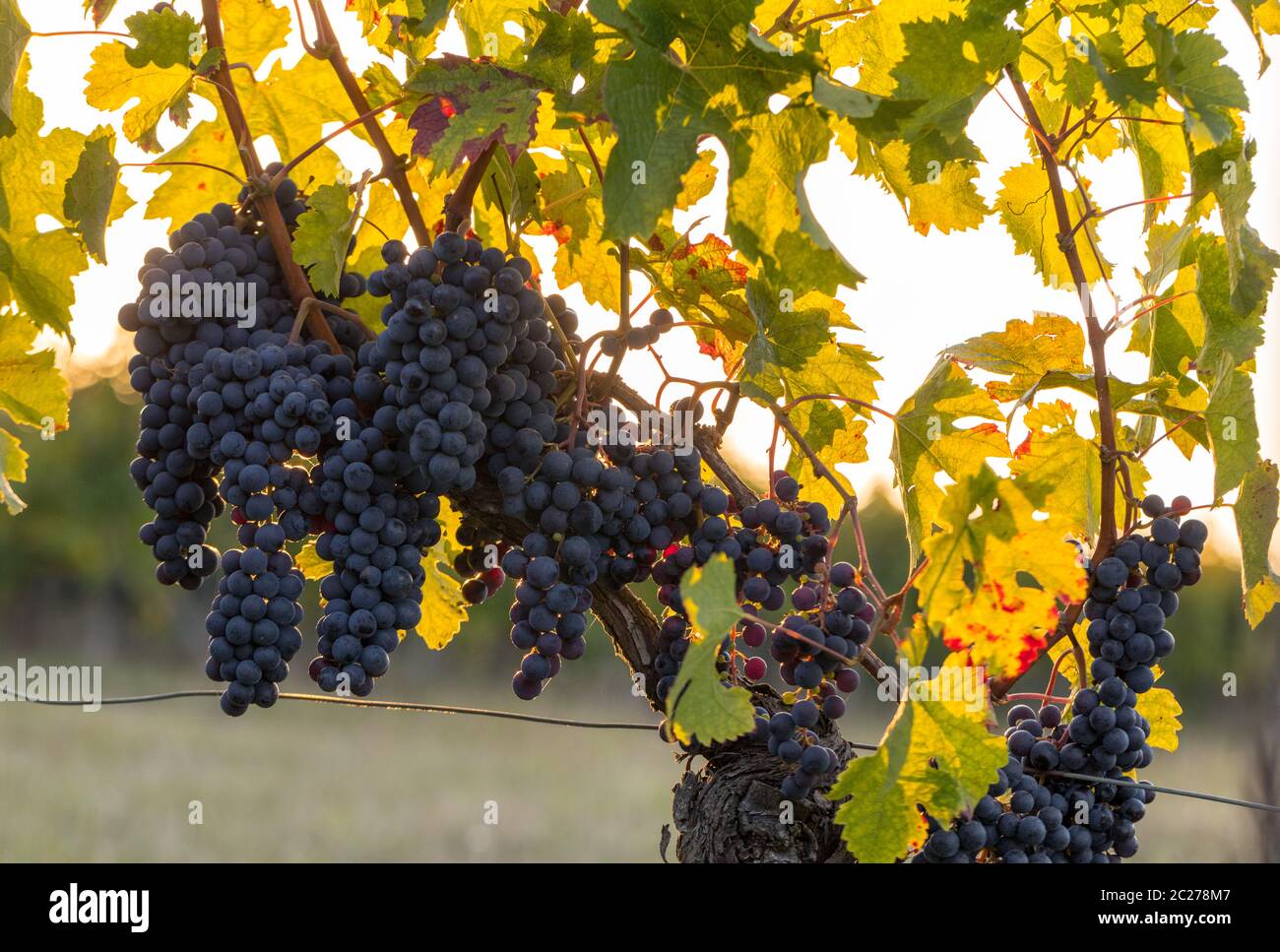 Ripe Merlot grapes lit by warm late sunshine in Montagne vineyard near ...