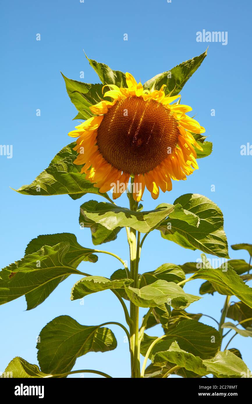 Sunflower plant in sunlight hi-res stock photography and images - Alamy