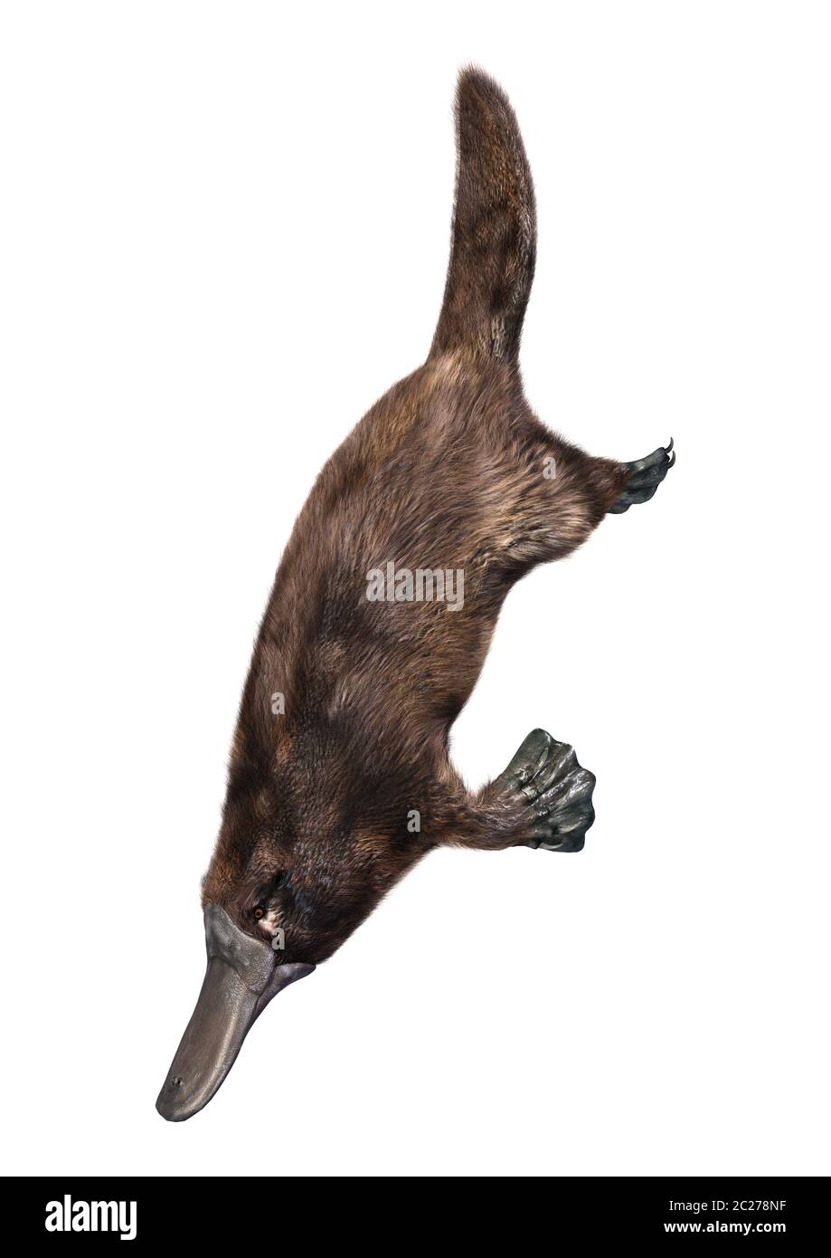 3D rendering of an exotic animal platypus isolated on white background ...