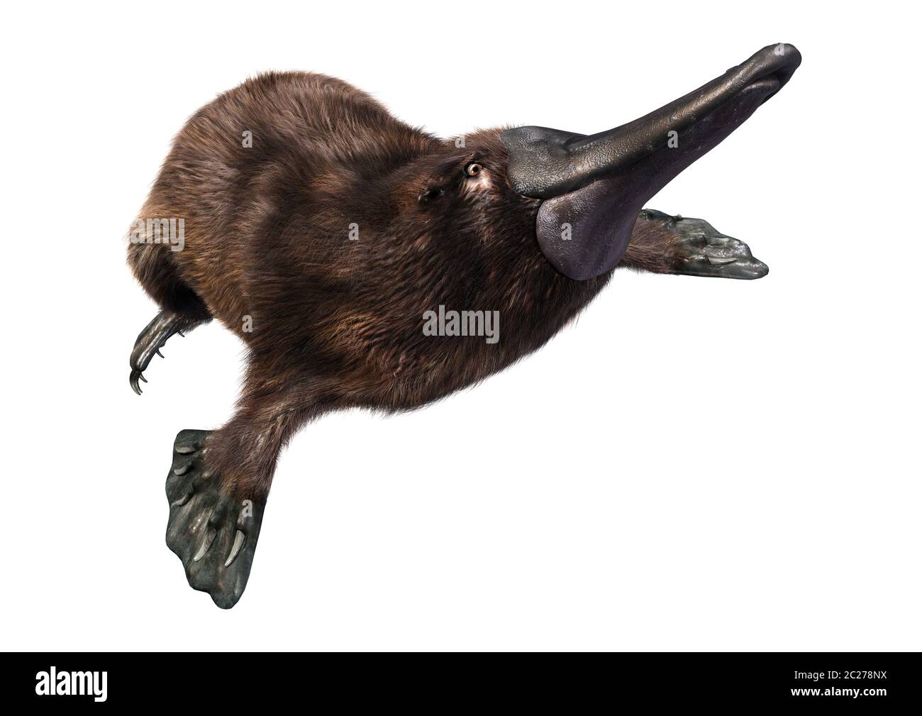 3D rendering of an exotic animal platypus isolated on white background ...
