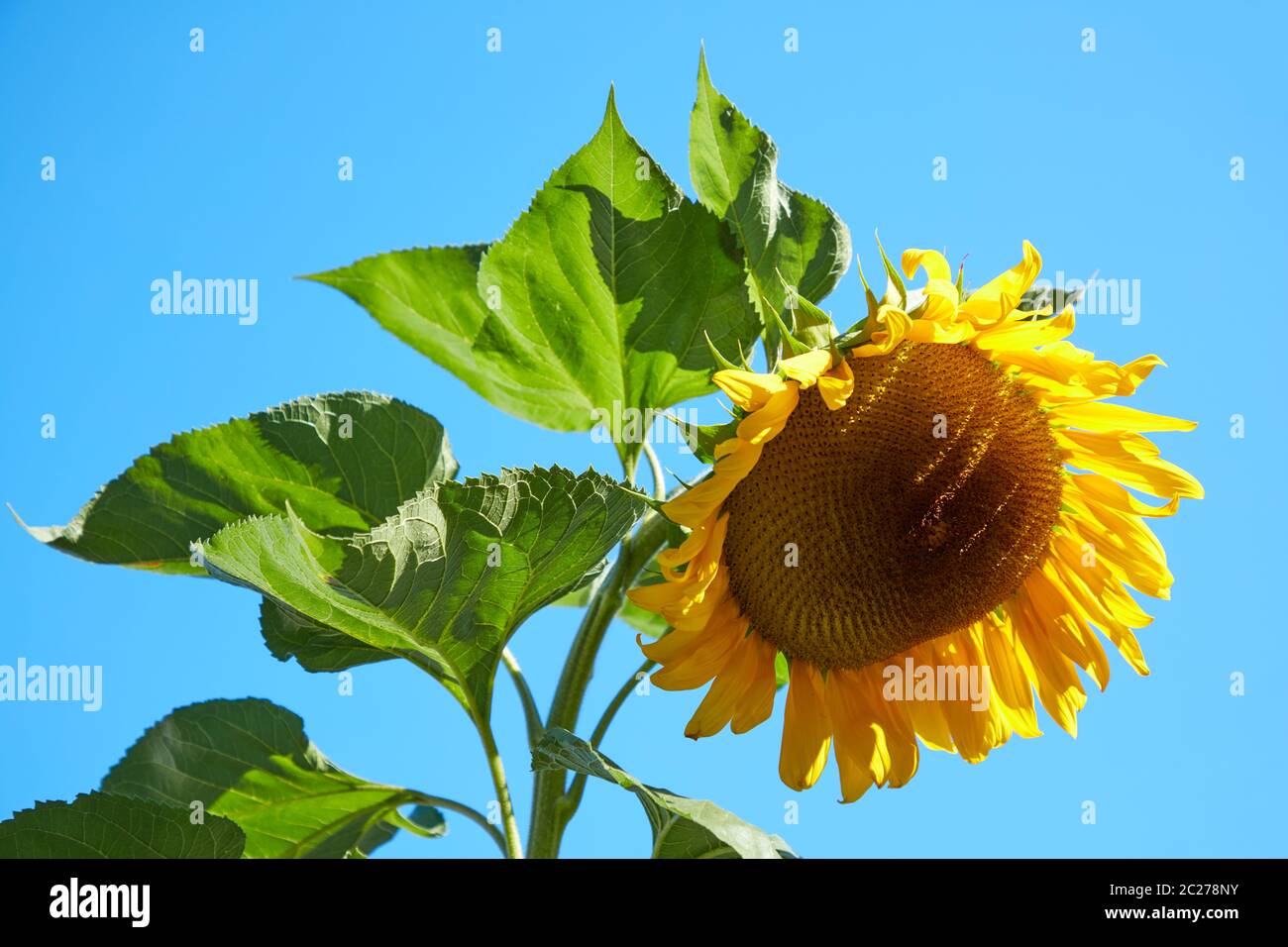 Sunflower plant in sunlight hi-res stock photography and images - Alamy