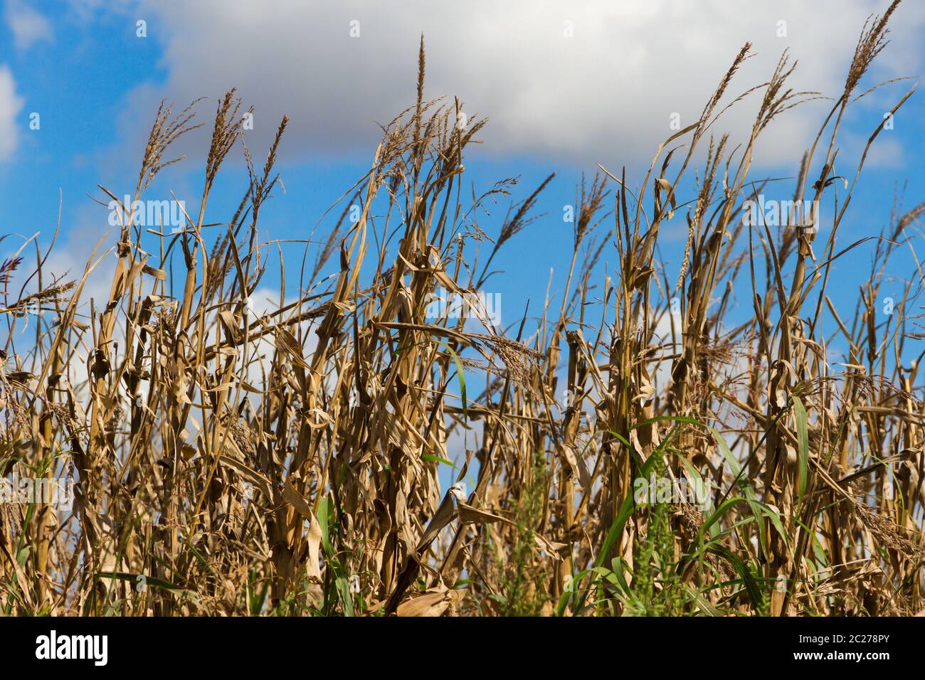 field with ripe corn plantation to harvest Stock Photo - Alamy