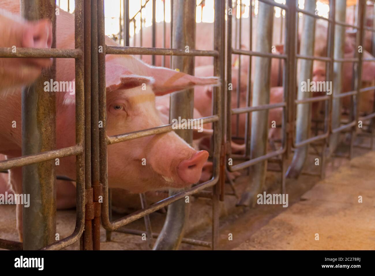 pig hatchery for pig meat consumption in the field Stock Photo - Alamy
