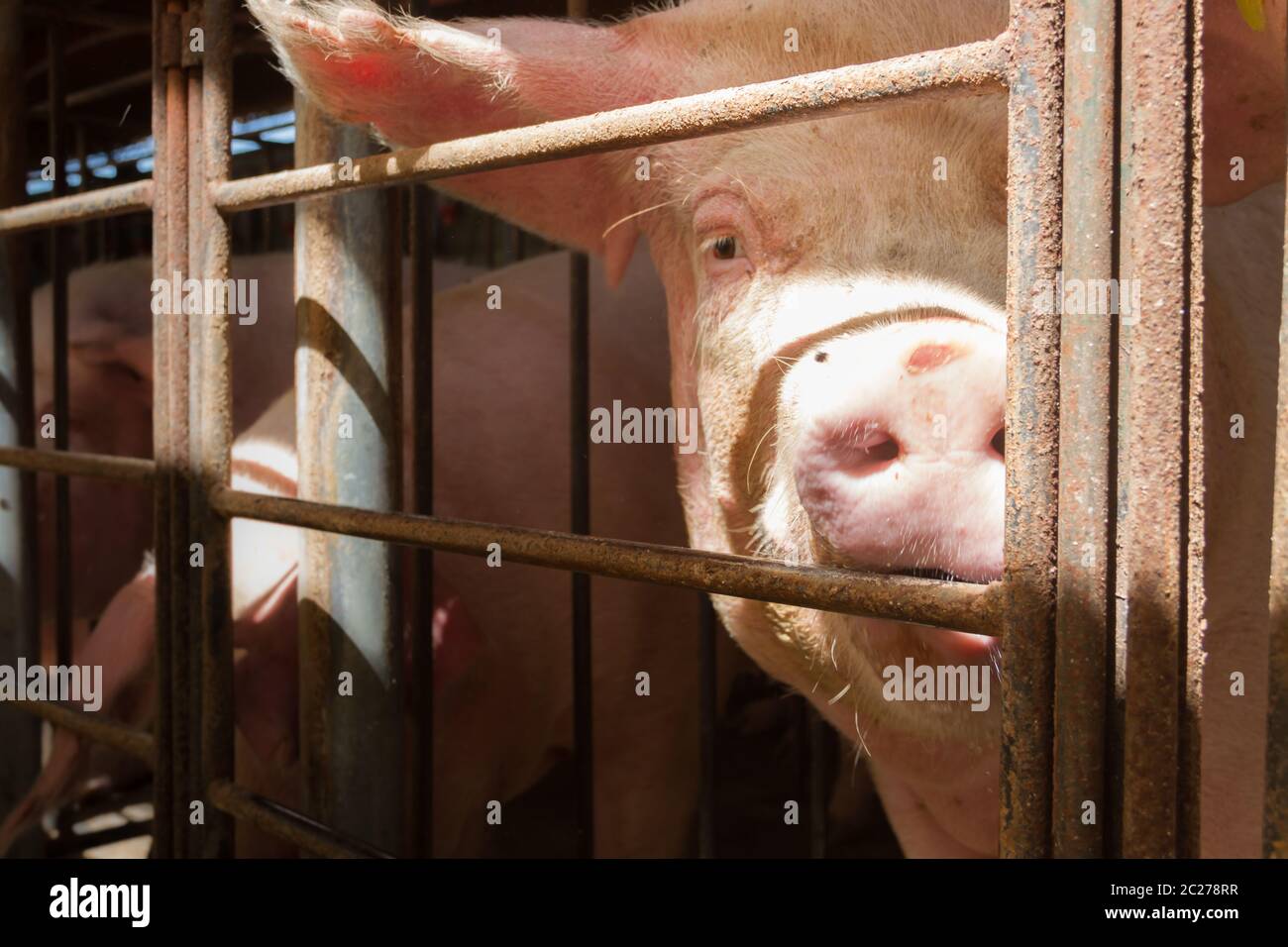 pig hatchery for pig meat consumption in the field Stock Photo - Alamy