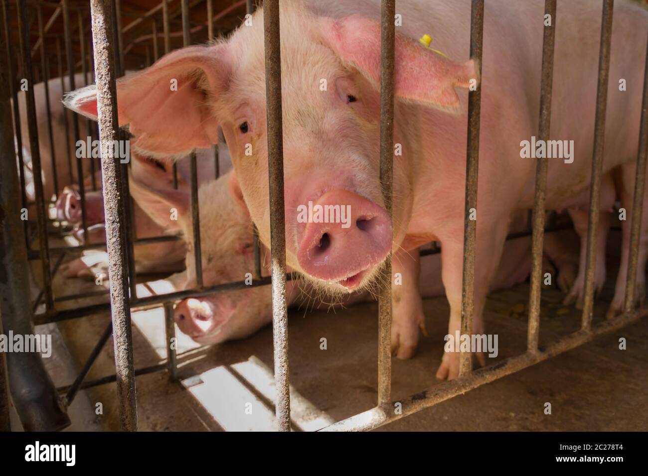 pig hatchery for pig meat consumption in the field Stock Photo - Alamy