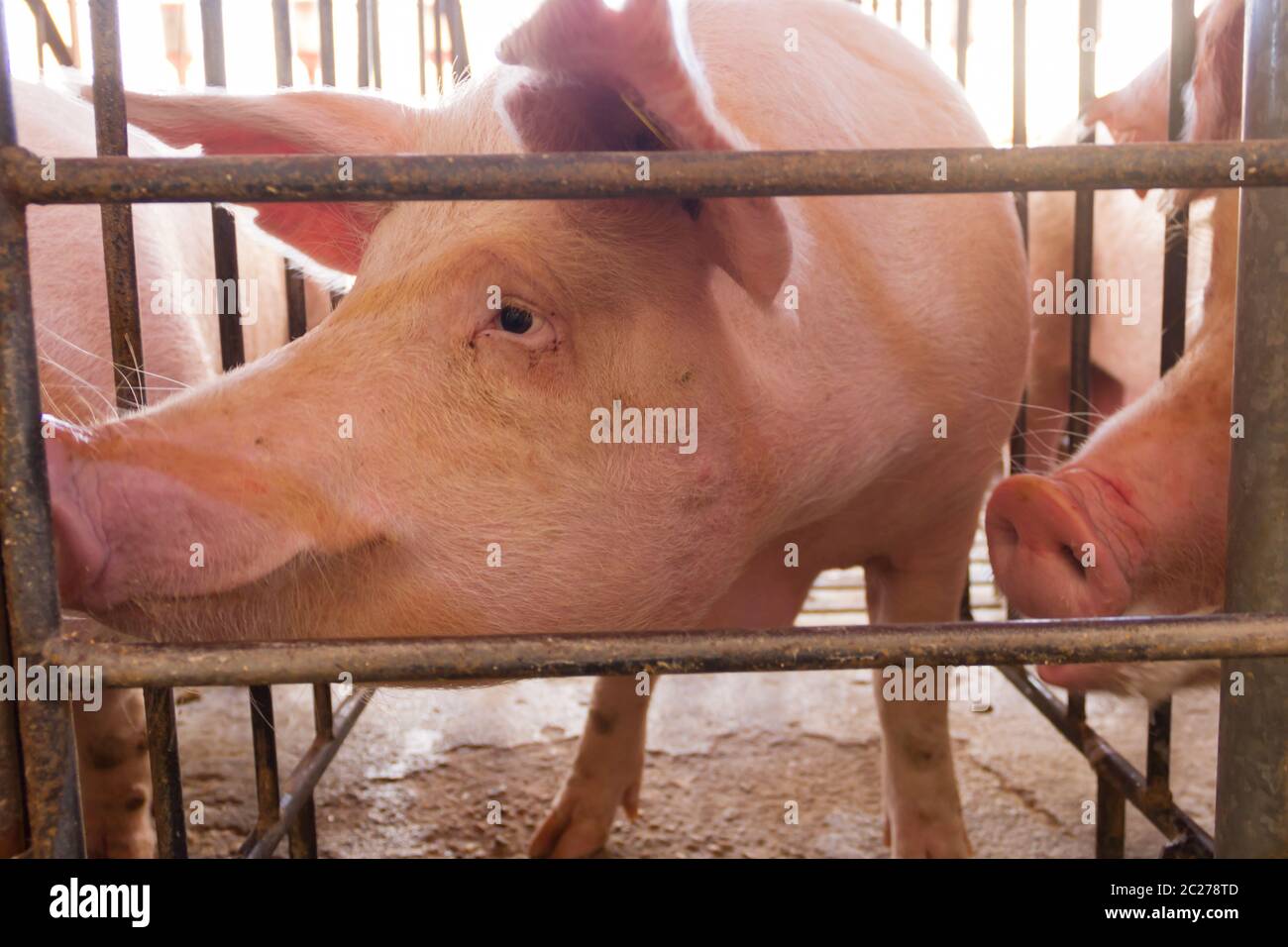 pig hatchery for pig meat consumption in the field Stock Photo - Alamy