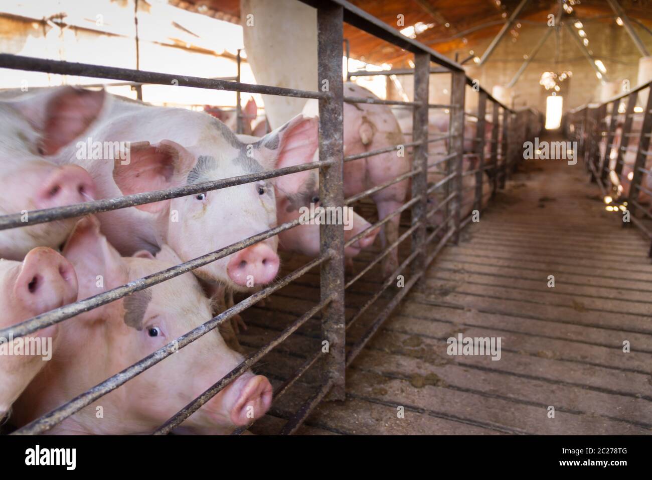 pig hatchery for pig meat consumption in the field Stock Photo - Alamy