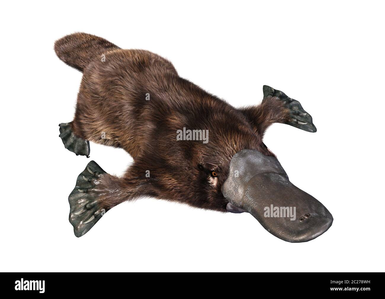 3D rendering of an exotic animal platypus isolated on white background ...