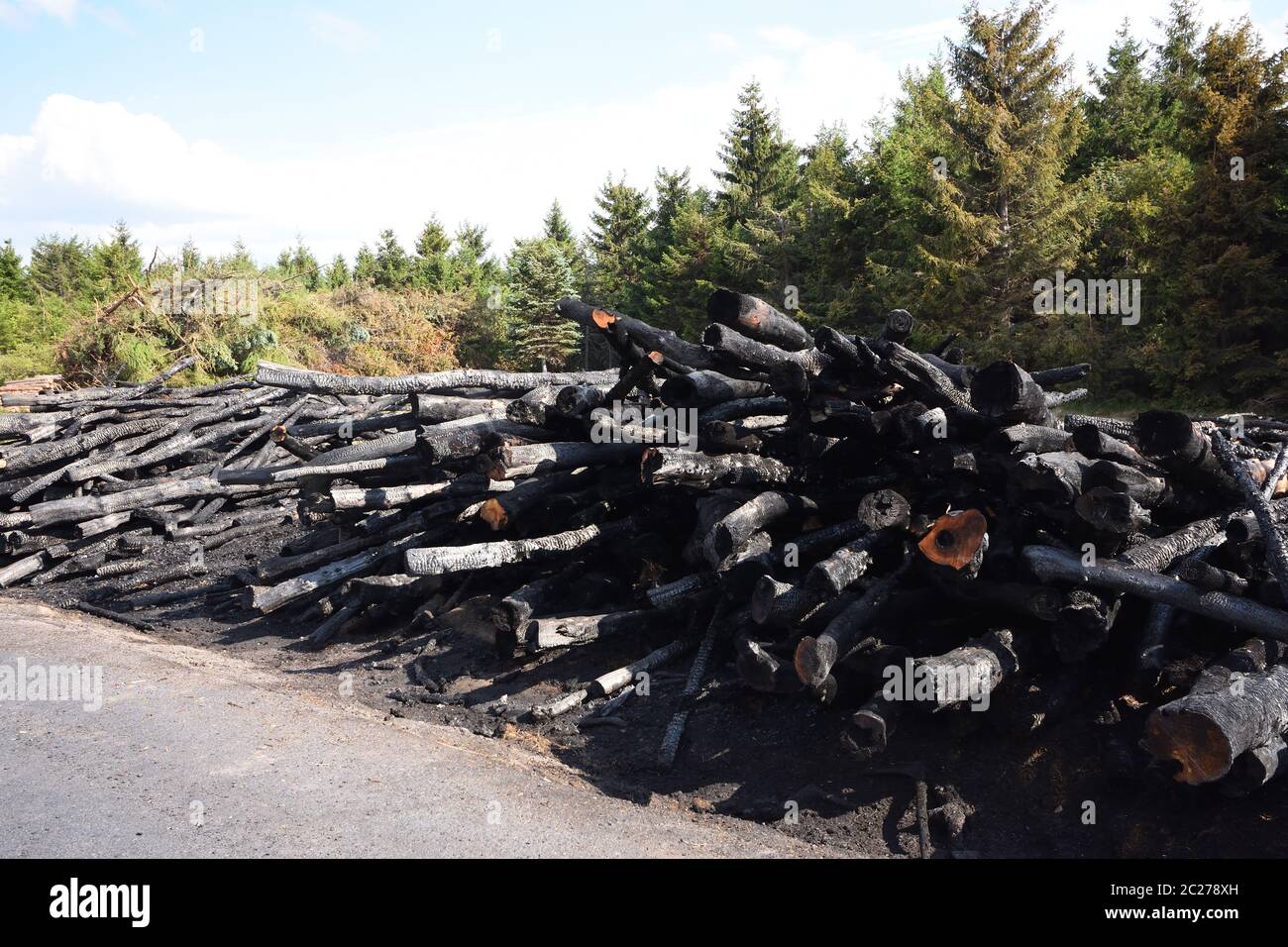 Edge of tree hi-res stock photography and images - Alamy