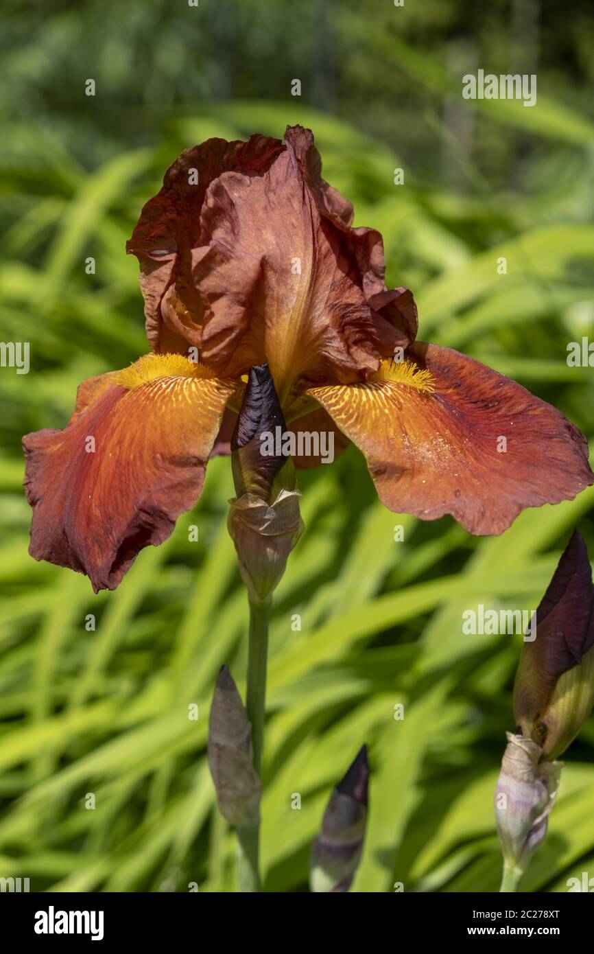 Bartiris hi-res stock photography and images - Alamy