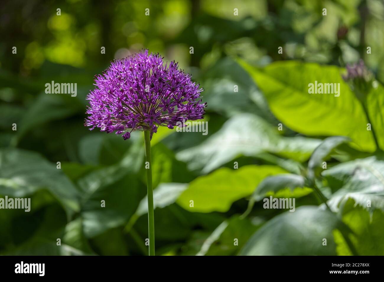 Ornamental garlic (Allium sp Stock Photo - Alamy